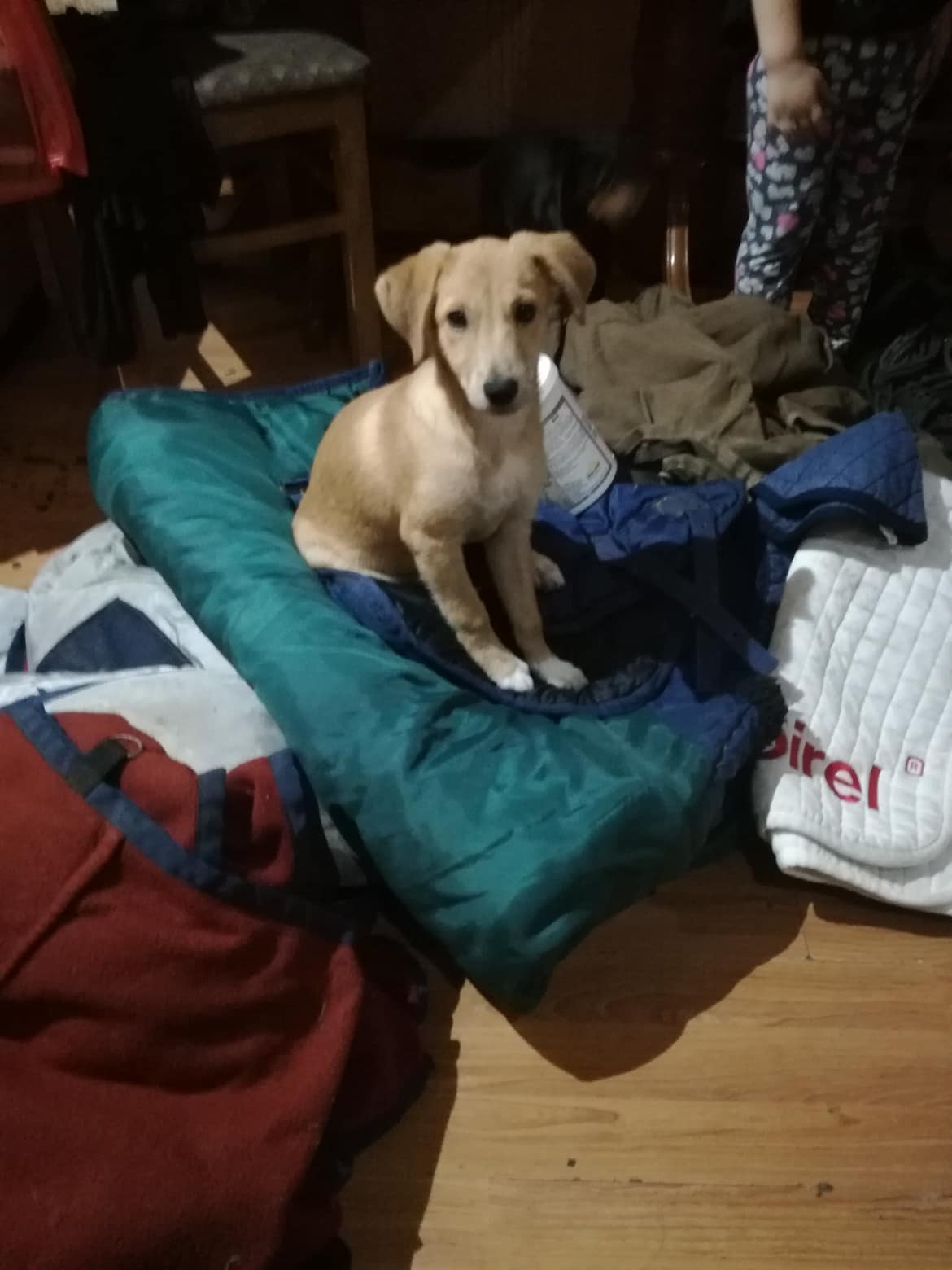 71167963_513256642569501_7078474732261081088_n – Stray Aid Montenegro