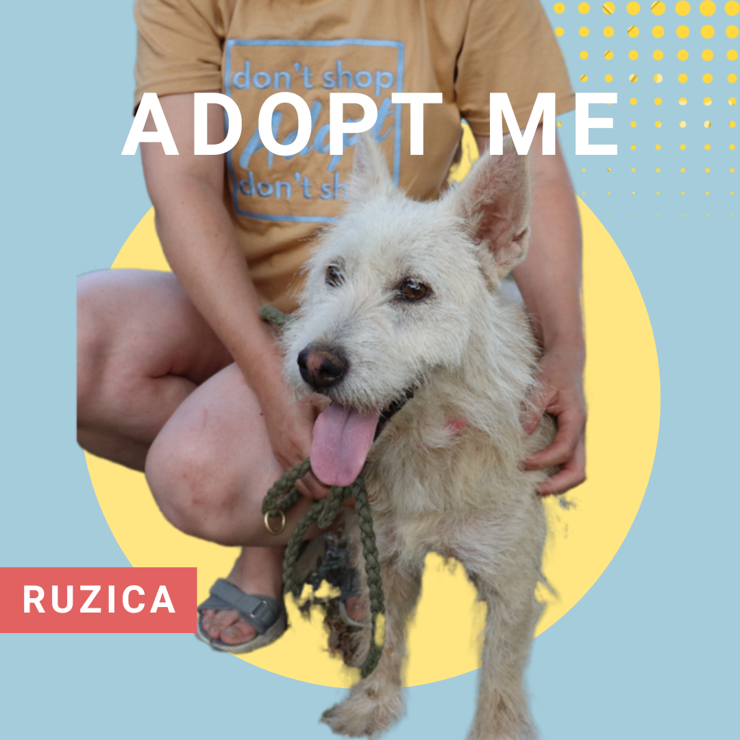 Adopt me! – Stray Aid Montenegro