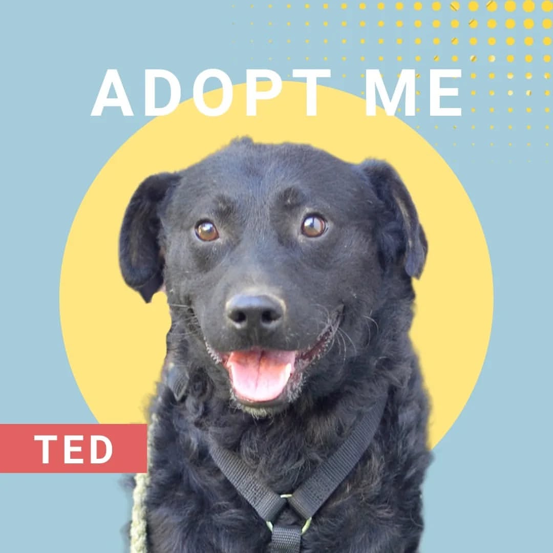 Adopt me! – Stray Aid Montenegro